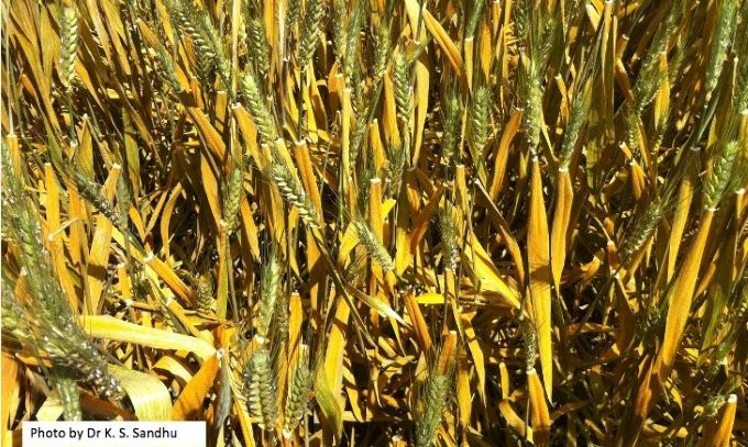 Wheat Rust | Aik Saath